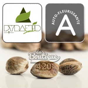 Auto Anesthesia Pyramid Seeds | Graines Autofloraison Premium
